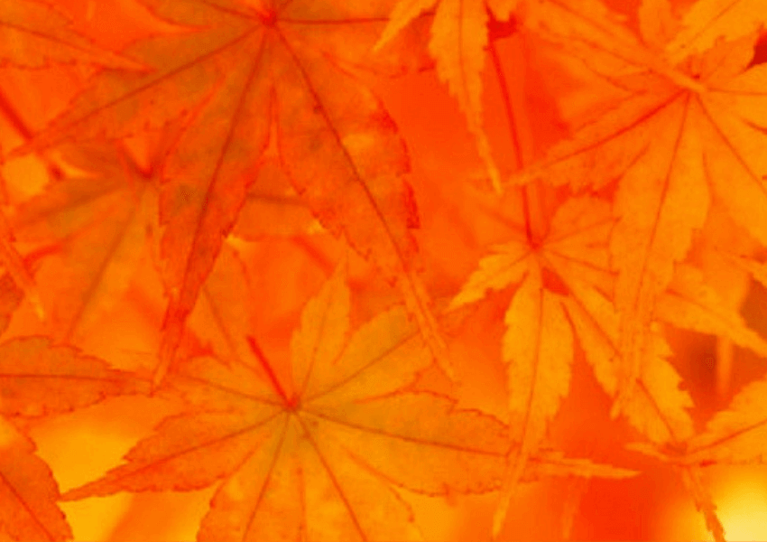 Color the World Orange Day 2018 | BLB Solicitors